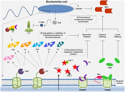 E Coli Prevention