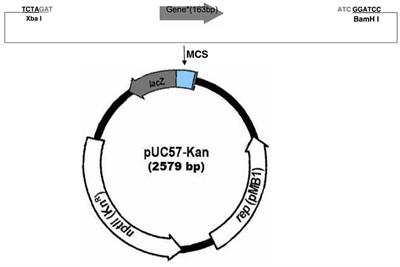 Frontiers | A KASP Genotyping Method to Identify Northern Watermilfoil ...