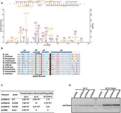 Frontiers | Acetylation of Lysine 243 Inhibits the oriC Binding Ability ...