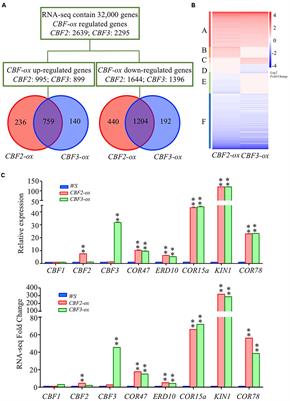 Frontiers | Transcriptome Profiling Reveals the Negative Regulation of ...