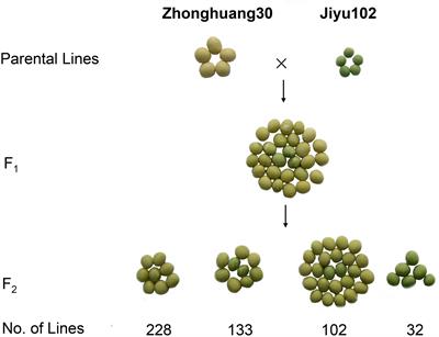 Frontiers | Next-Generation Sequencing from Bulked-Segregant Analysis ...