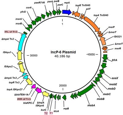Frontiers | Insights into a Novel blaKPC-2-Encoding IncP-6 Plasmid ...
