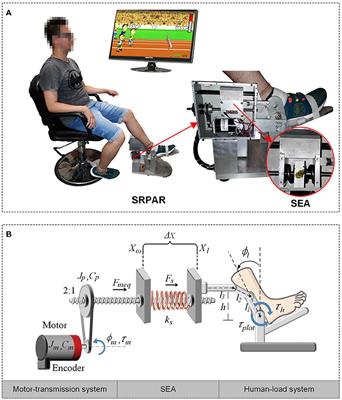 Frontiers | Impedance Control for Robotic Rehabilitation: A Robust ...