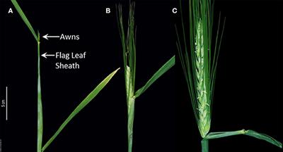 Frontiers | Heading Date Is Not Flowering Time in Spring Barley