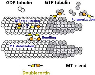 Frontiers | Distinct Features of Doublecortin as a Marker of Neuronal ...
