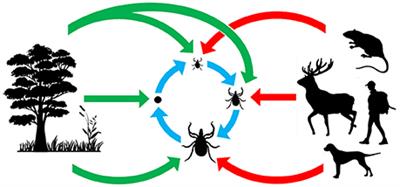 Frontiers | The Tick Microbiome: Why Non-pathogenic Microorganisms ...
