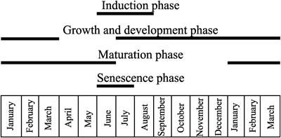 Frontiers | Reacquisition of New Meristematic Sites Determines the ...