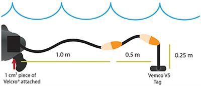 Frontiers | Comparing Acoustic Tag Attachments Designed for Mobile ...