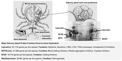 Frontiers | Gene Duplication and Protein Evolution in Tick-Host ...