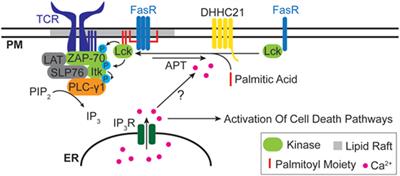 Frontiers | Protein Lipidation As a Regulator of Apoptotic Calcium ...
