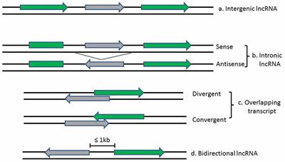Frontiers | Regulatory Roles of Long Non-Coding RNAs in the Central ...