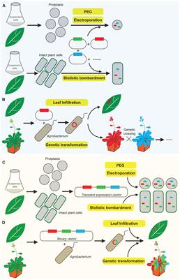 Frontiers In Plant Science