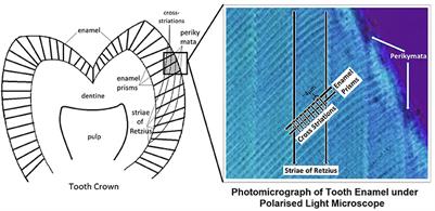 Frontiers | Difference in Striae Periodicity of Heilongjiang and ...