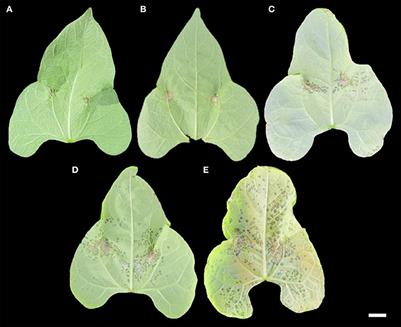 Frontiers | Genome-Wide Linkage and Association Mapping of Halo Blight ...