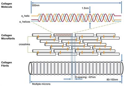 Frontiers | The Ultrastructure of Bone and Its Relevance to Mechanical ...