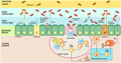 Frontiers | Interactions between Intestinal Microbiota and Host Immune ...