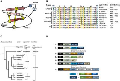 Frontiers | Cyclotide Evolution: Insights from the Analyses of Their ...