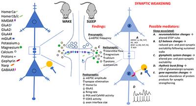Frontiers | Linking Network Activity to Synaptic Plasticity during ...