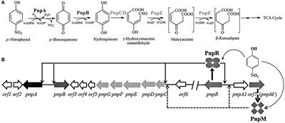 Frontiers | PnpM, a LysR-Type Transcriptional Regulator Activates the ...