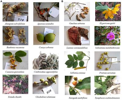 Frontiers | Antimicrobial, Anthelmintic, and Antiviral Activity of ...