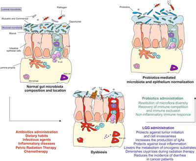Frontiers | Lactobacillus rhamnosus GG: An Overview to Explore the ...