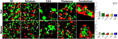 Frontiers | Few, Activity-Dependent, and Ubiquitous VGLUT1/VGAT ...