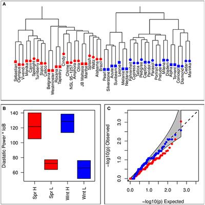 Frontiers | Association Mapping of Diastatic Power in UK Winter and ...