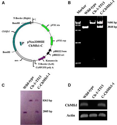 Frontiers | A Novel MFS Transporter Gene ChMfs1 Is Important for Hyphal ...