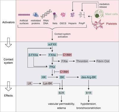 Frontiers | Factor XII-Driven Inflammatory Reactions with Implications ...