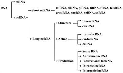 Frontiers | Long Non-Coding RNAs: Emerging and Versatile Regulators in ...