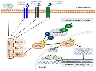 Frontiers | The JNK Signaling Pathway in Renal Fibrosis