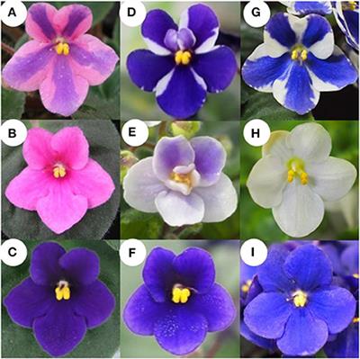 Frontiers | Histogen Layers Contributing to Adventitious Bud Formation ...