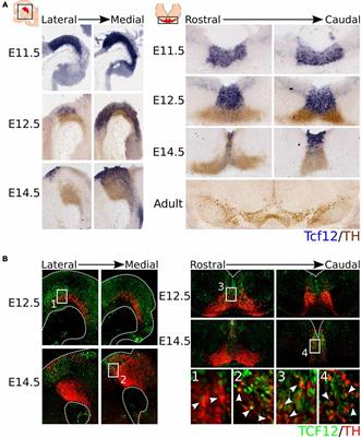 Frontiers | Tcf12 Is Involved in Early Cell-Fate Determination and ...