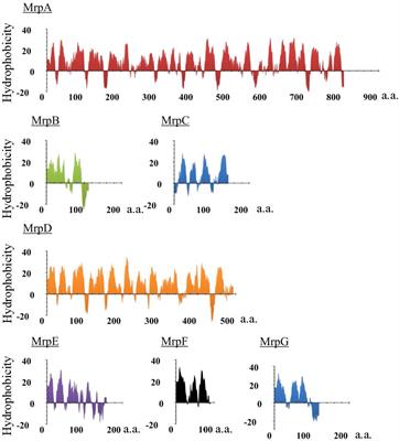 Frontiers | Mrp Antiporters Have Important Roles in Diverse Bacteria ...