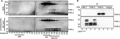 Frontiers | Factor H-Related (FHR)-1 and FHR-2 Form Homo- and ...