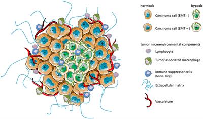 Frontiers | Hypoxic Stress-Induced Tumor and Immune Plasticity ...