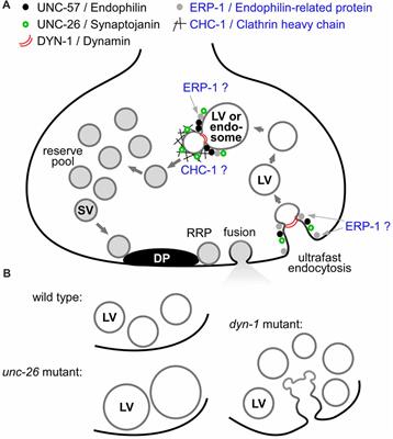 Synaptic Vesicles Em