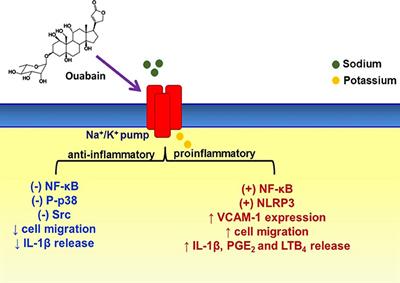 Frontiers | Much More than a Cardiotonic Steroid: Modulation of ...