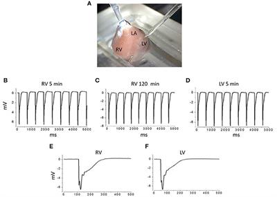 Frontiers | Sub-cellular Electrical Heterogeneity Revealed by Loose ...