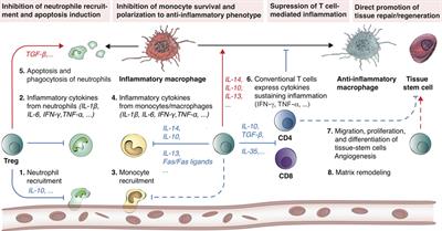 Frontiers | Regulatory T-Cells: Potential Regulator of Tissue Repair ...