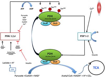 Pyruvate Dehydrogenase Complex Regulation
