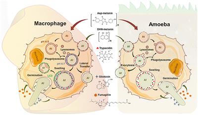 Frontiers | Exploring Virulence Determinants of Filamentous Fungal ...