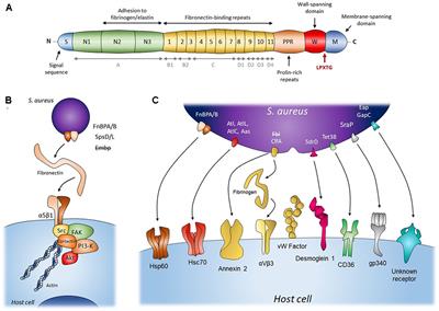 Staphylococcus Bacteria Diagram