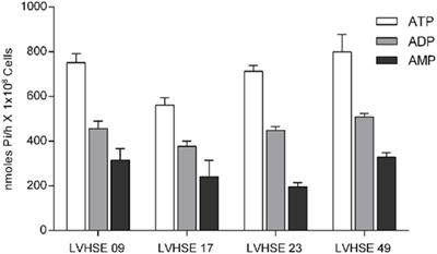 Frontiers | Infection of Human Macrophages by Leishmania infantum Is ...