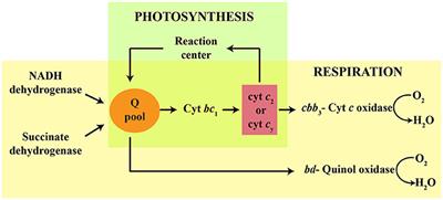 Frontiers | Absence of Thiol-Disulfide Oxidoreductase DsbA Impairs cbb3 ...