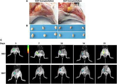 Frontiers | Transplantation of Normal Adipose Tissue Improves Blood ...
