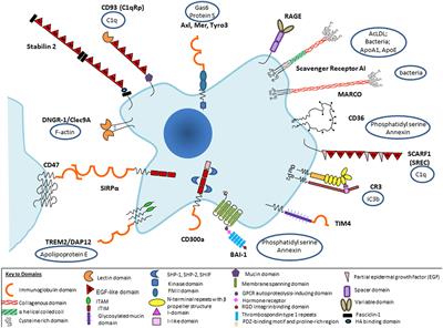 Frontiers | Macrophage Clearance of Apoptotic Cells: A Critical Assessment