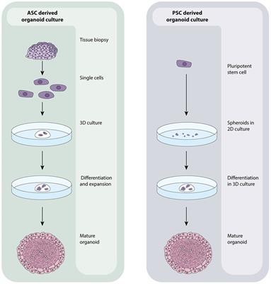 Frontiers | Humans in a Dish: The Potential of Organoids in Modeling ...