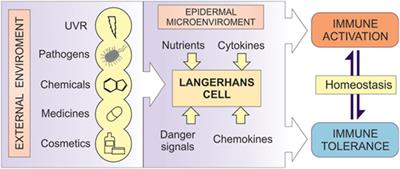 Frontiers | Langerhans Cells—Programmed by the Epidermis