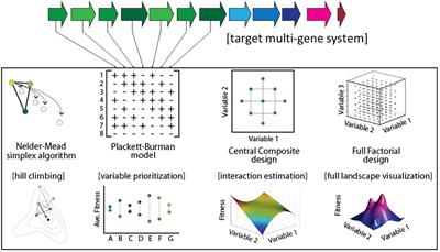 Frontiers | Simulation Modeling to Compare High-Throughput, Low ...